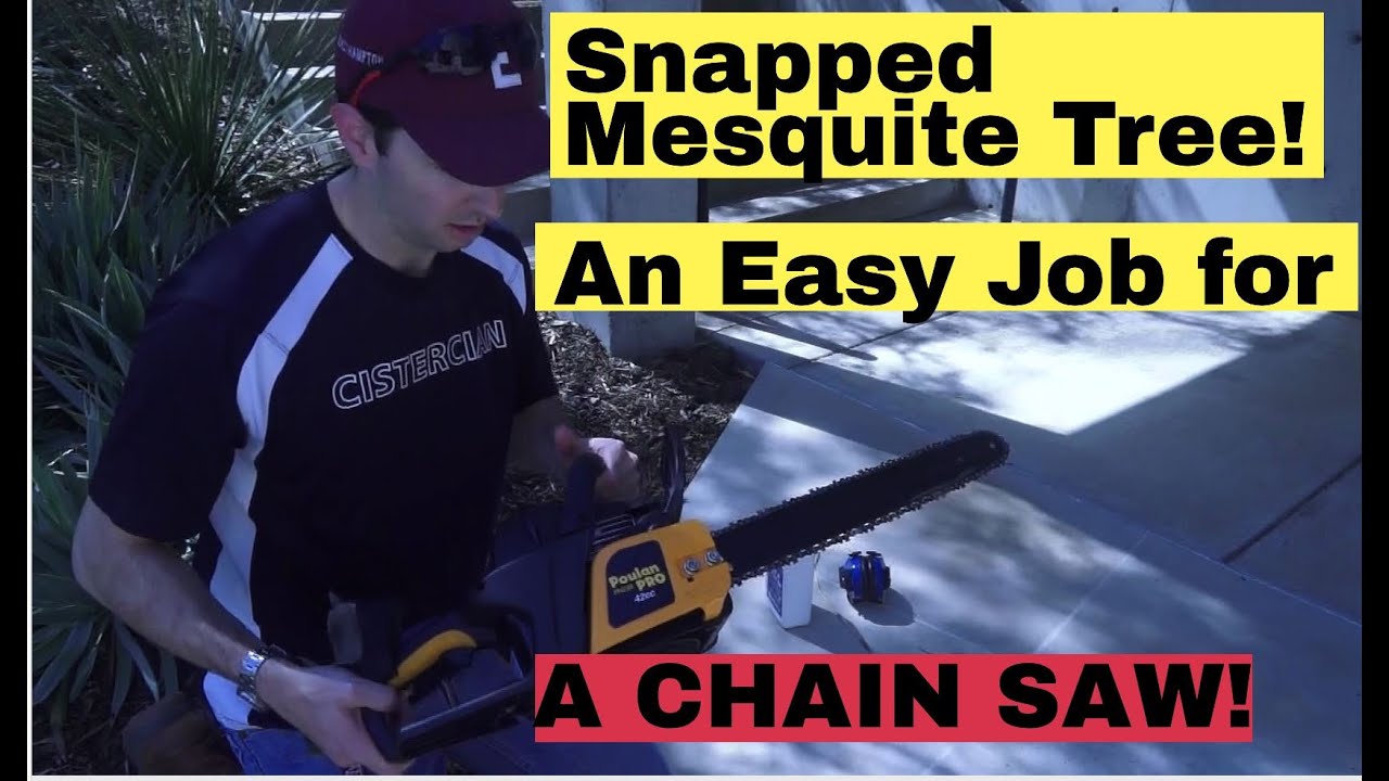 How to use a chain saw to clear a sidewalk when mesquite trees attack ...