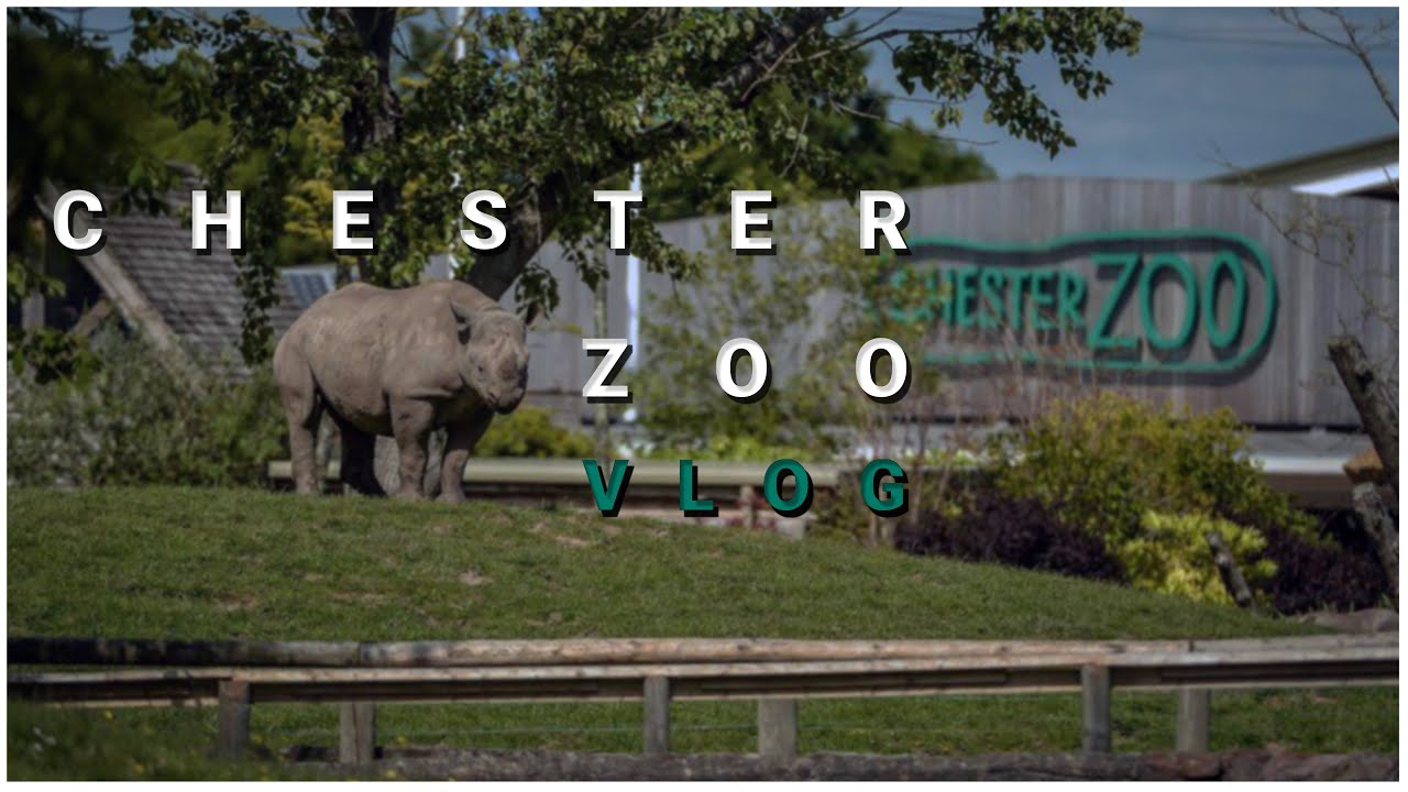 Chester Zoo Shy Rhinos, Secret Caves & CAPYBARAS | The Hidden Side Part ...