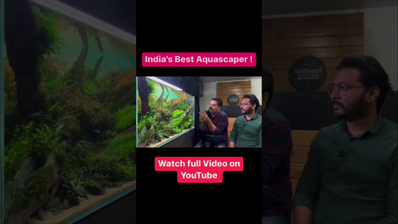 India’s Best Aquascaper | Nature Aquarium | IAPLC Ranking | Mayur Dev Aquascaper - YouTube