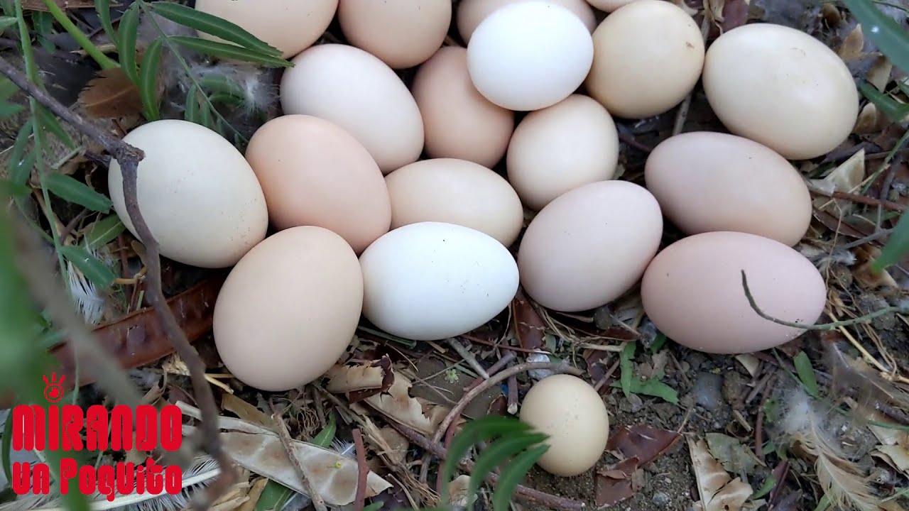 encontramos un huevito chiquito de los que llaman basilisco con los ...