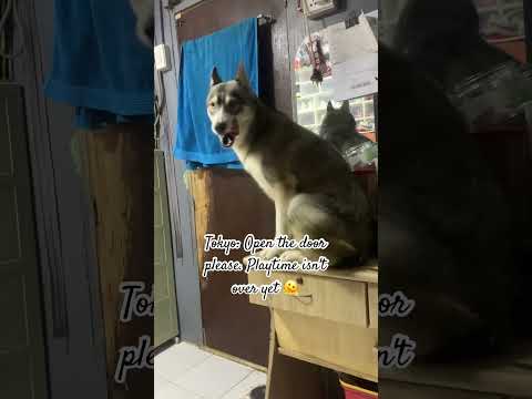 The Exhibitionist 🤧 #tokyothehusky #fyp #foryoupage #huskylife #huskyowner