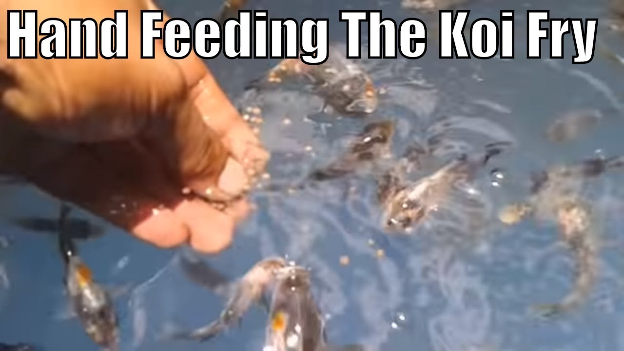 Trapal pond these are koi fish fry added that you need to know - YouTube