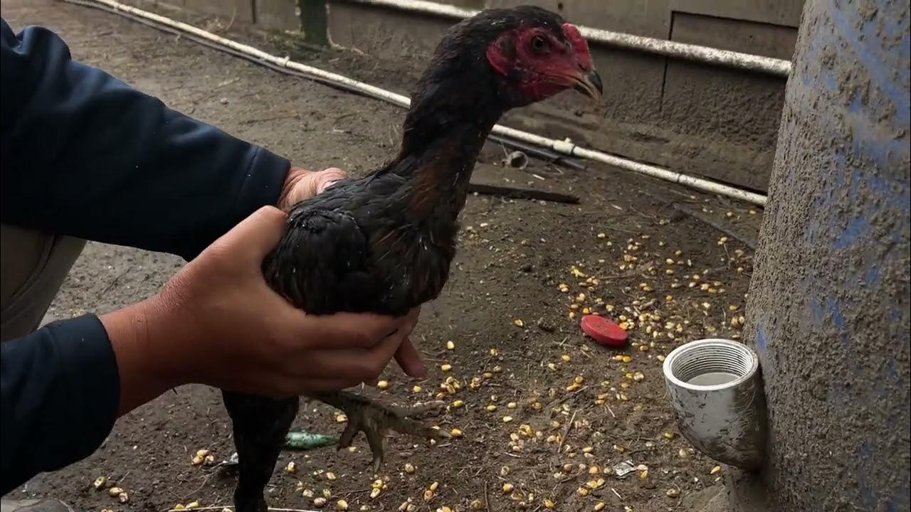 Qaib pakoy 15m+30m - YouTube