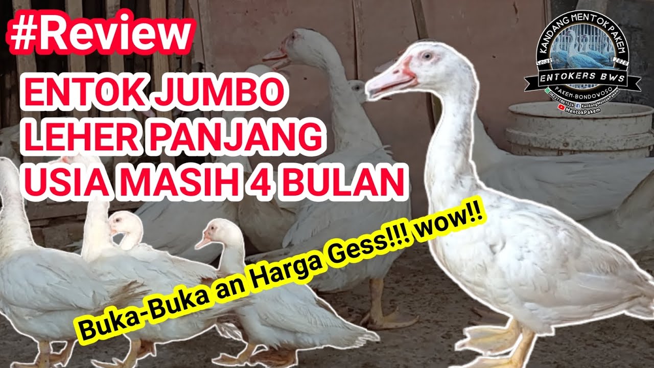 HARGA TERBARU!! ENTOK JUMBO LEHER PANJANG | ENTOK JUMBO LEHER PANJANG ...