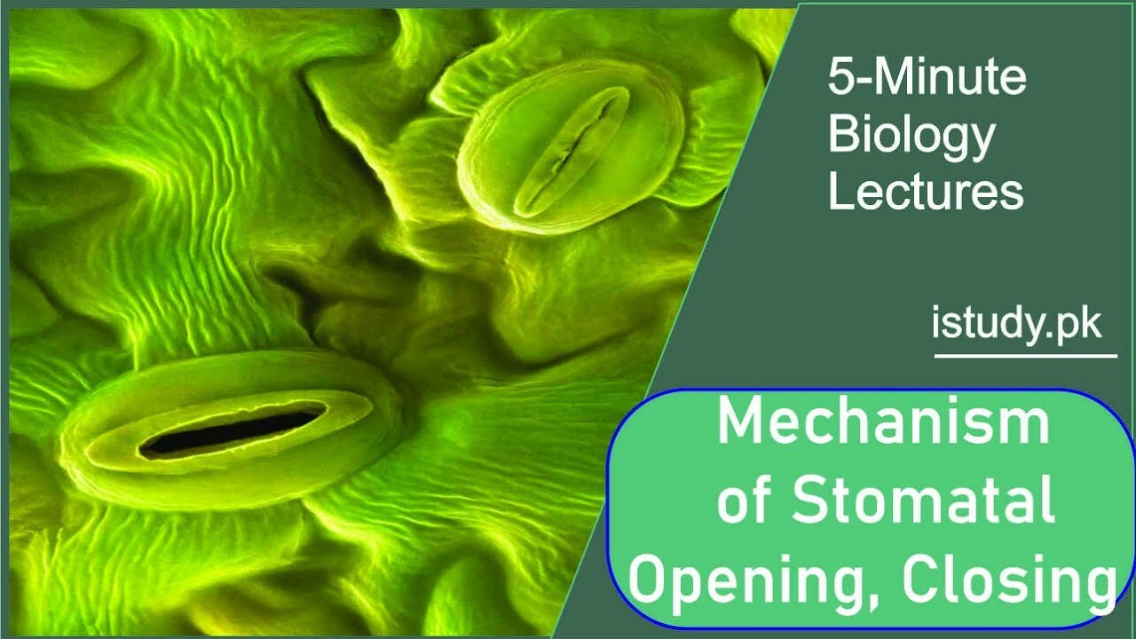 Mechanism of stomatal opening and closing - YouTube