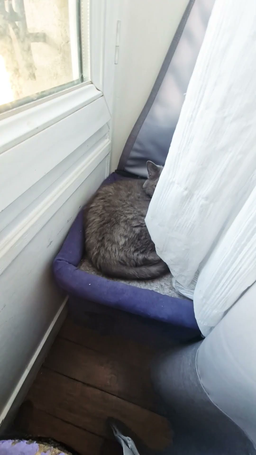 Coucou papa chat - YouTube