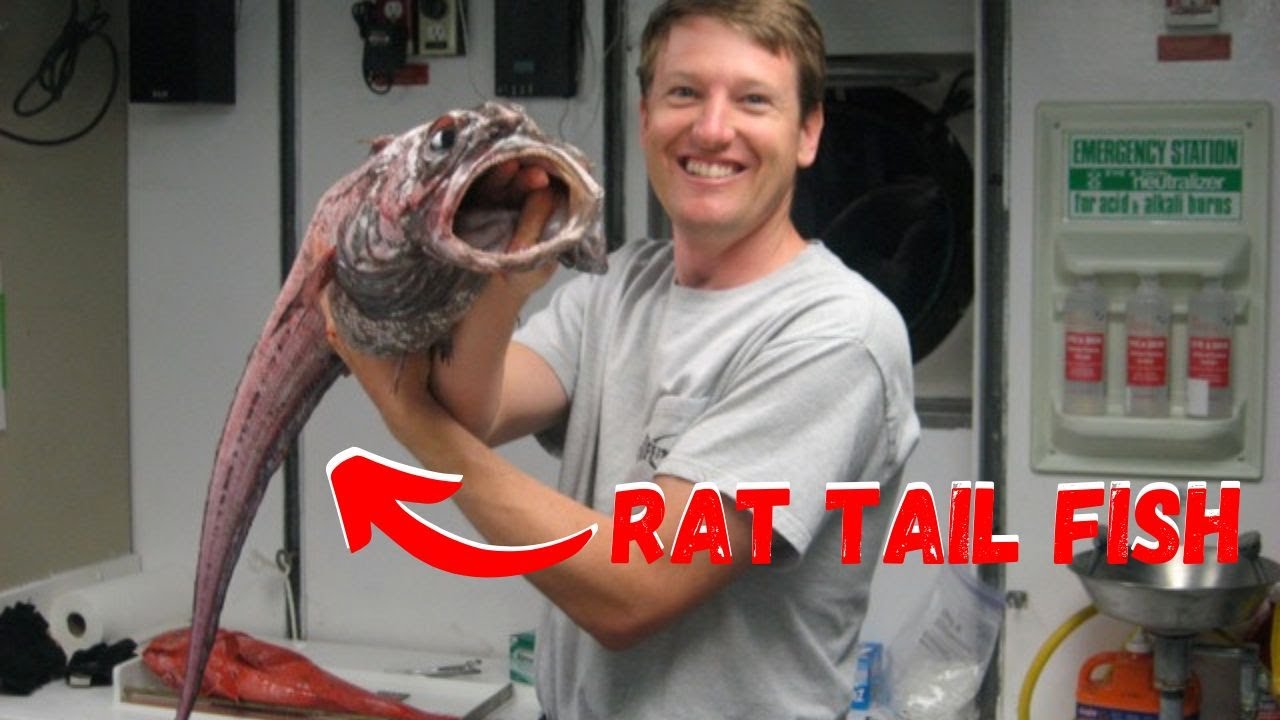 10 the Most Interesting Deep Sea Fish - YouTube