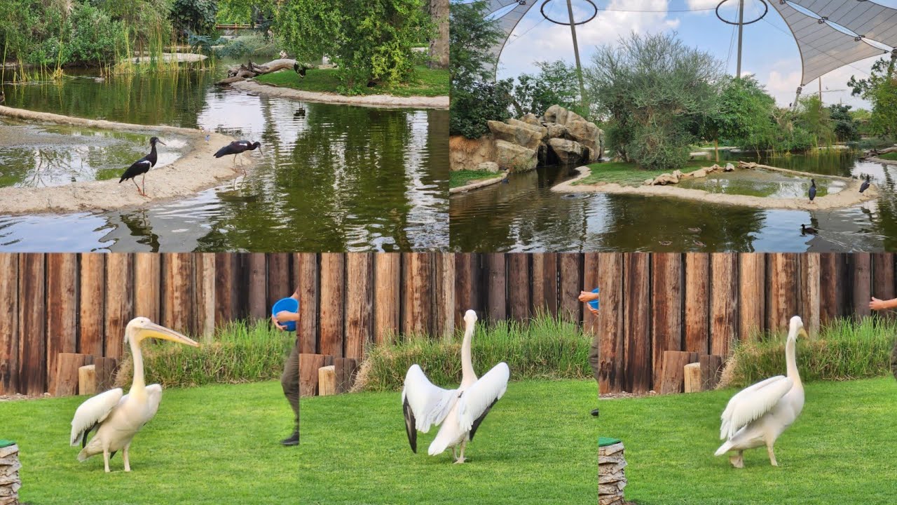 Bird show at Sharjah Safari park|Birds of Africa in Sharjah|UAE's only ...