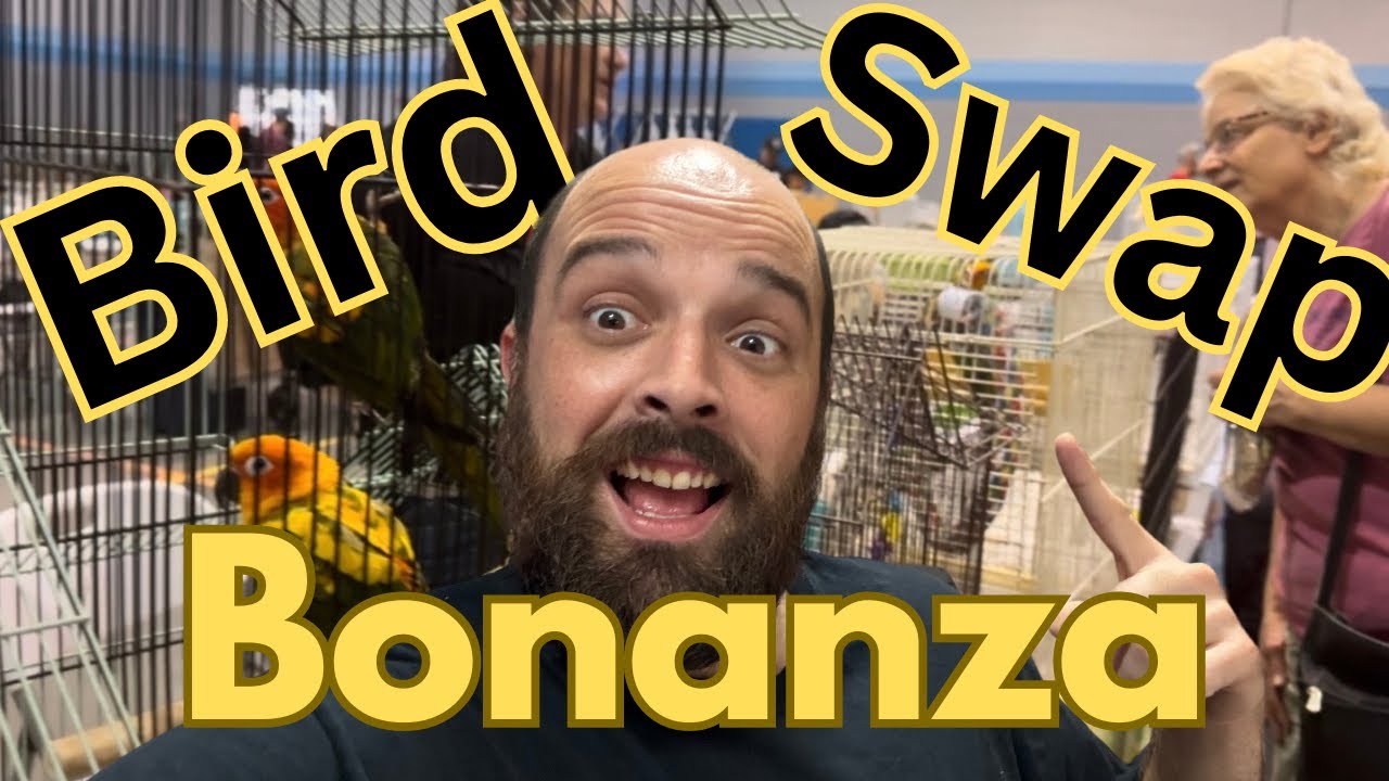 Rare Birds found at Chicago's finest Bird swap!!!!! - YouTube