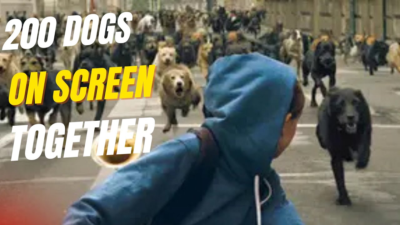 How to handle 200 dogs together? - YouTube
