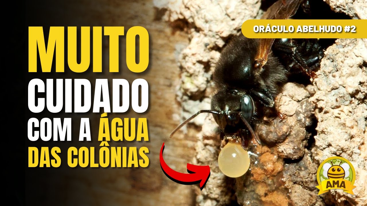 As Abelhas sem Ferrão PRECISAM DE ÁGUA PERTO? (Oráculo Abelhudo #2) - YouTube