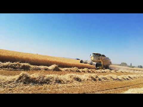 Buğday biçimi  harman 2020