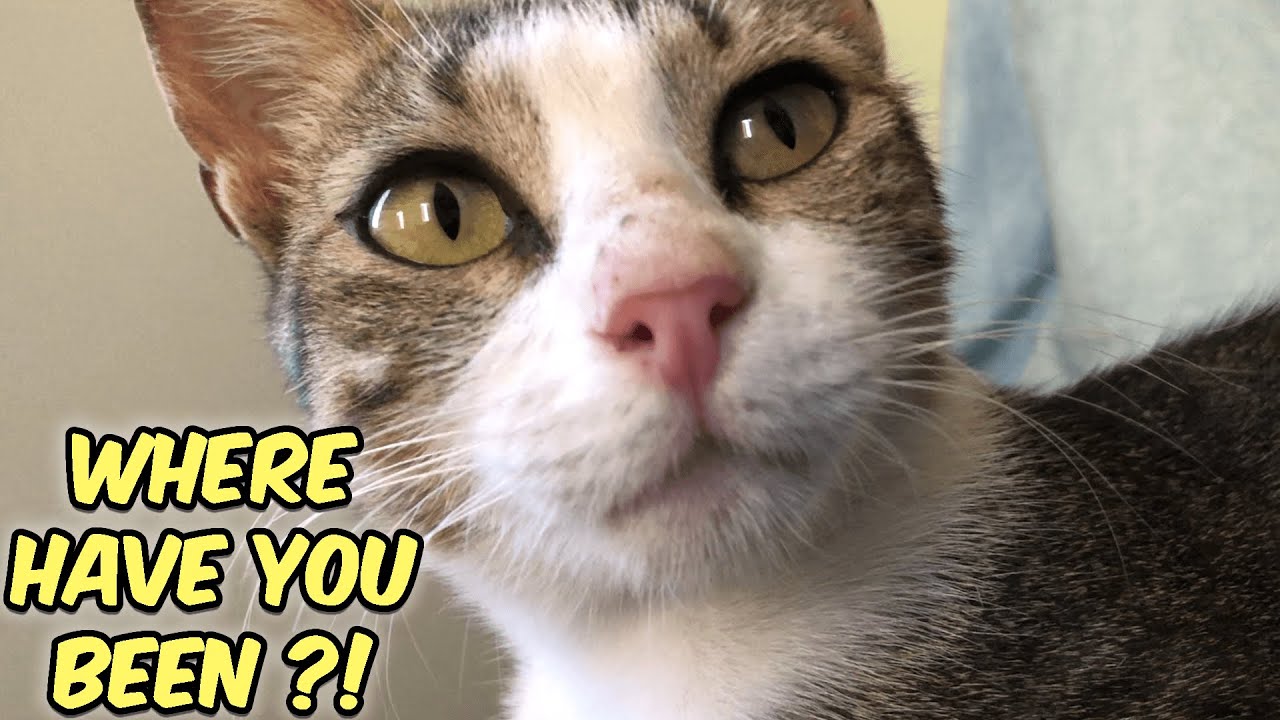 Beautiful Reaction of a Loud Cat Really Happy to See Owner - YouTube