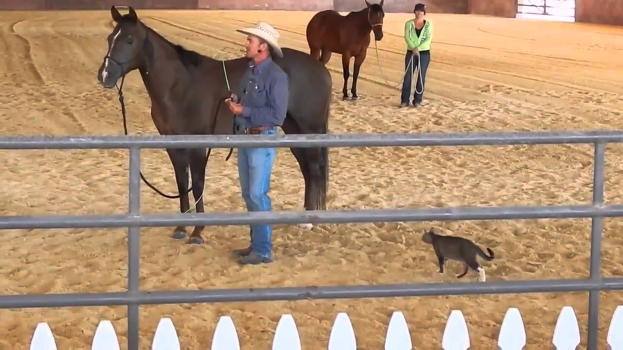 Luda mačka napada konja - YouTube