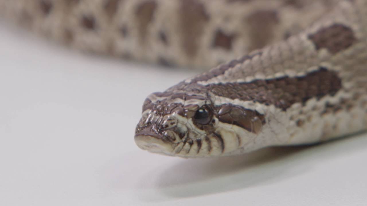The Hog Nosed Snake - Why does it have a pig nose? - YouTube