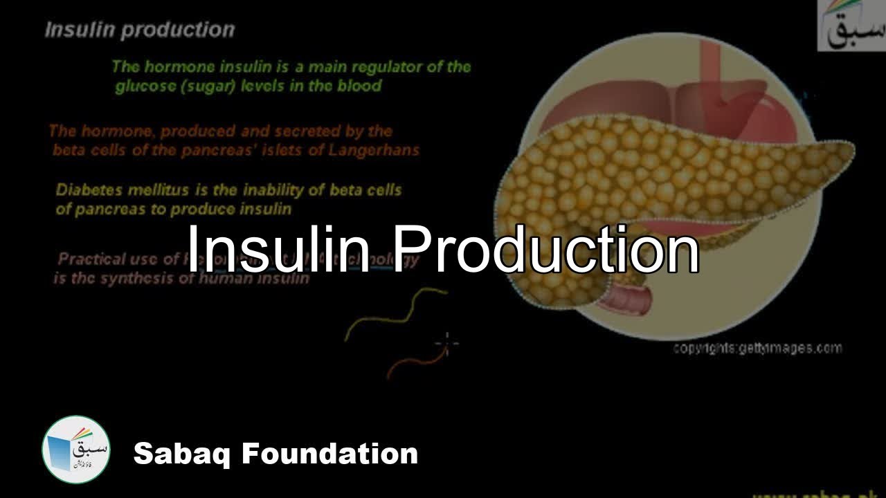 Insulin production, Biology Lecture | Sabaq.pk - YouTube