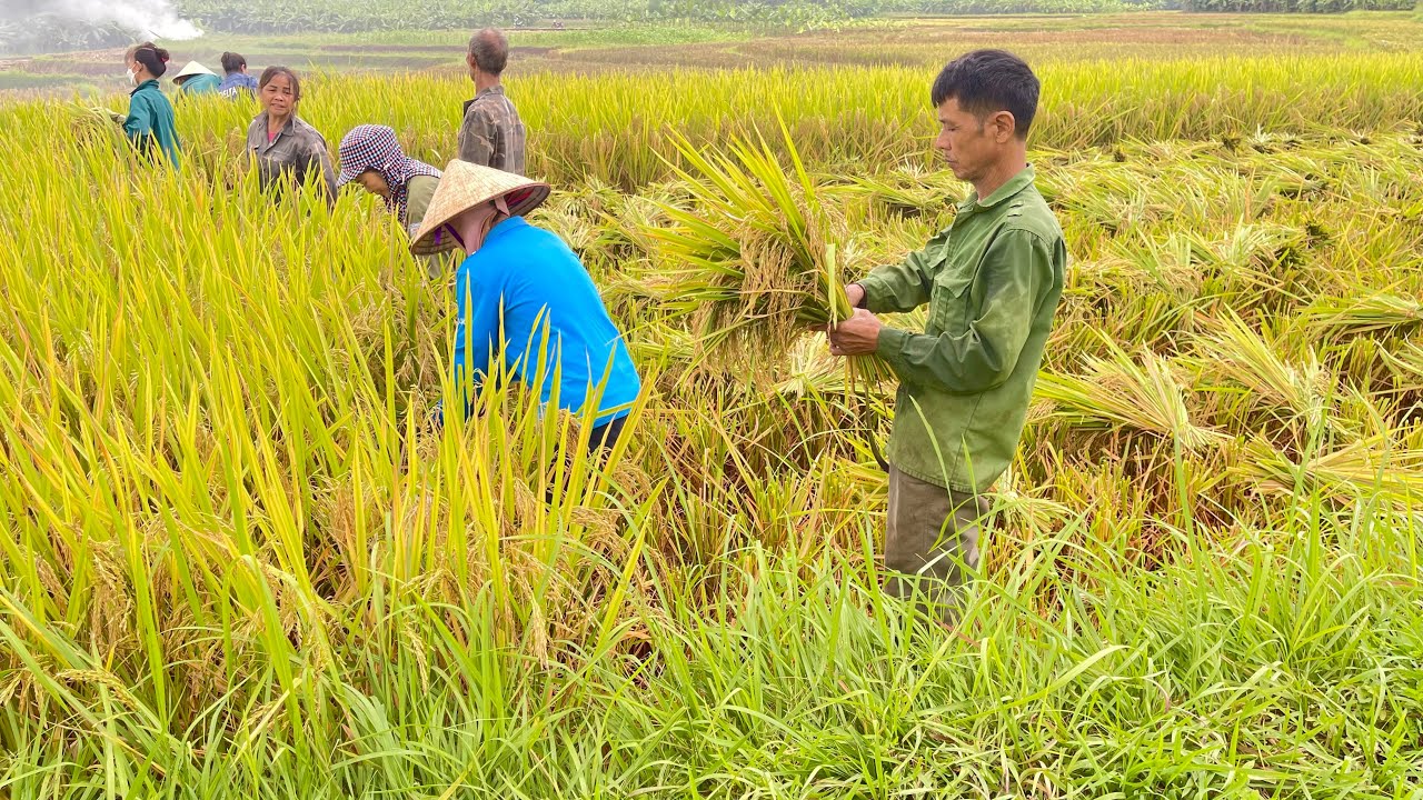 Harvesting Fresh Golden Rice Fields in the Village "water rice ...