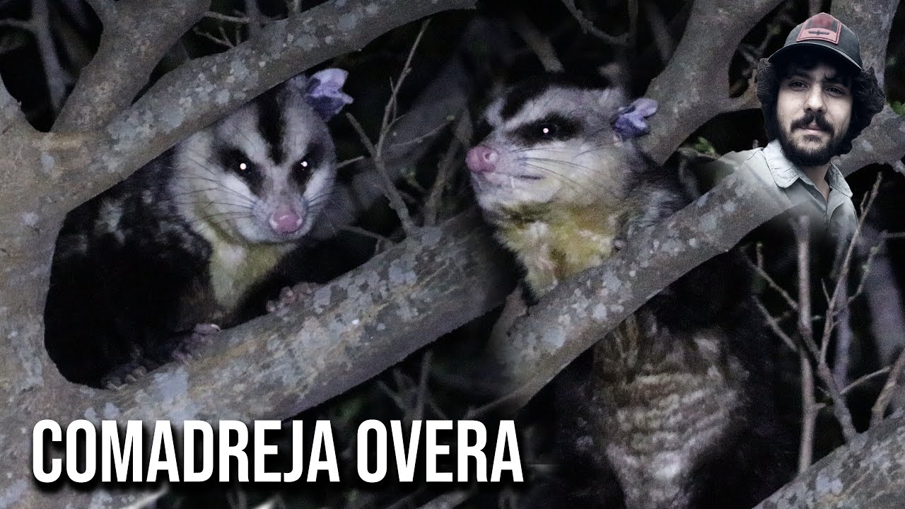 Comadreja overa 4K (Didelphis albiventris) White-eared opossum, Timbu ...