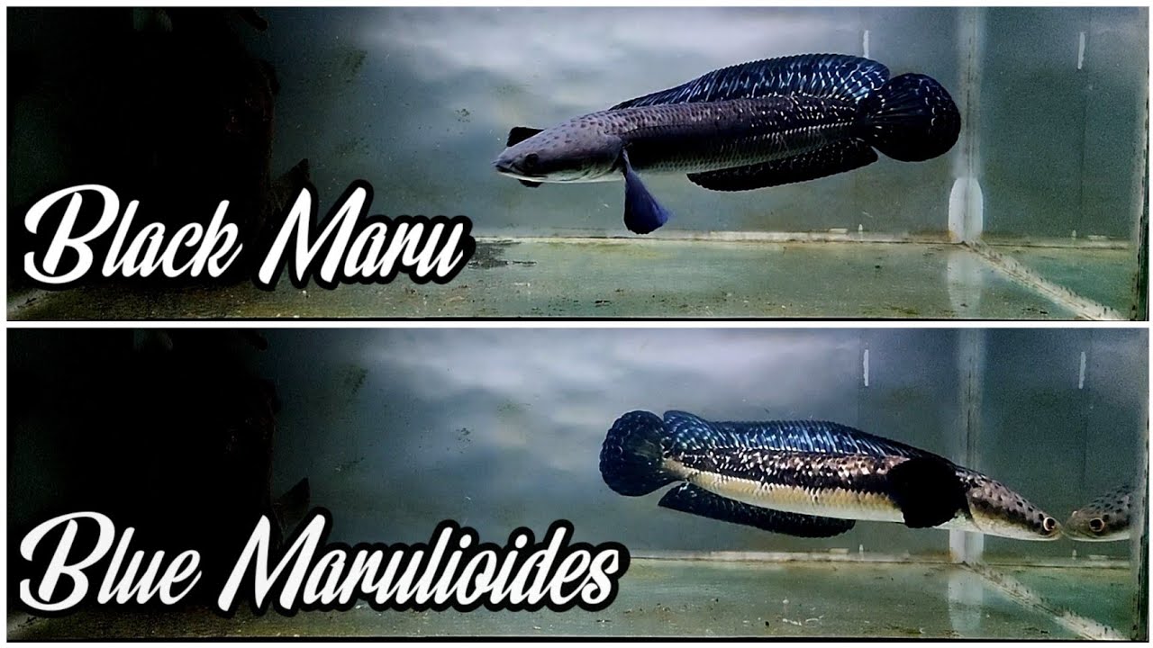 MEWAH!! Black Maru Menjadi Blue Marulioides Dalam Hitungan Menit - YouTube
