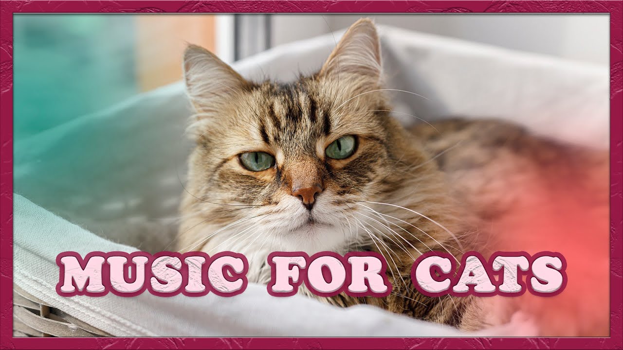 Music for Cats Lullaby for a cat 8 minutes of relaxation - YouTube