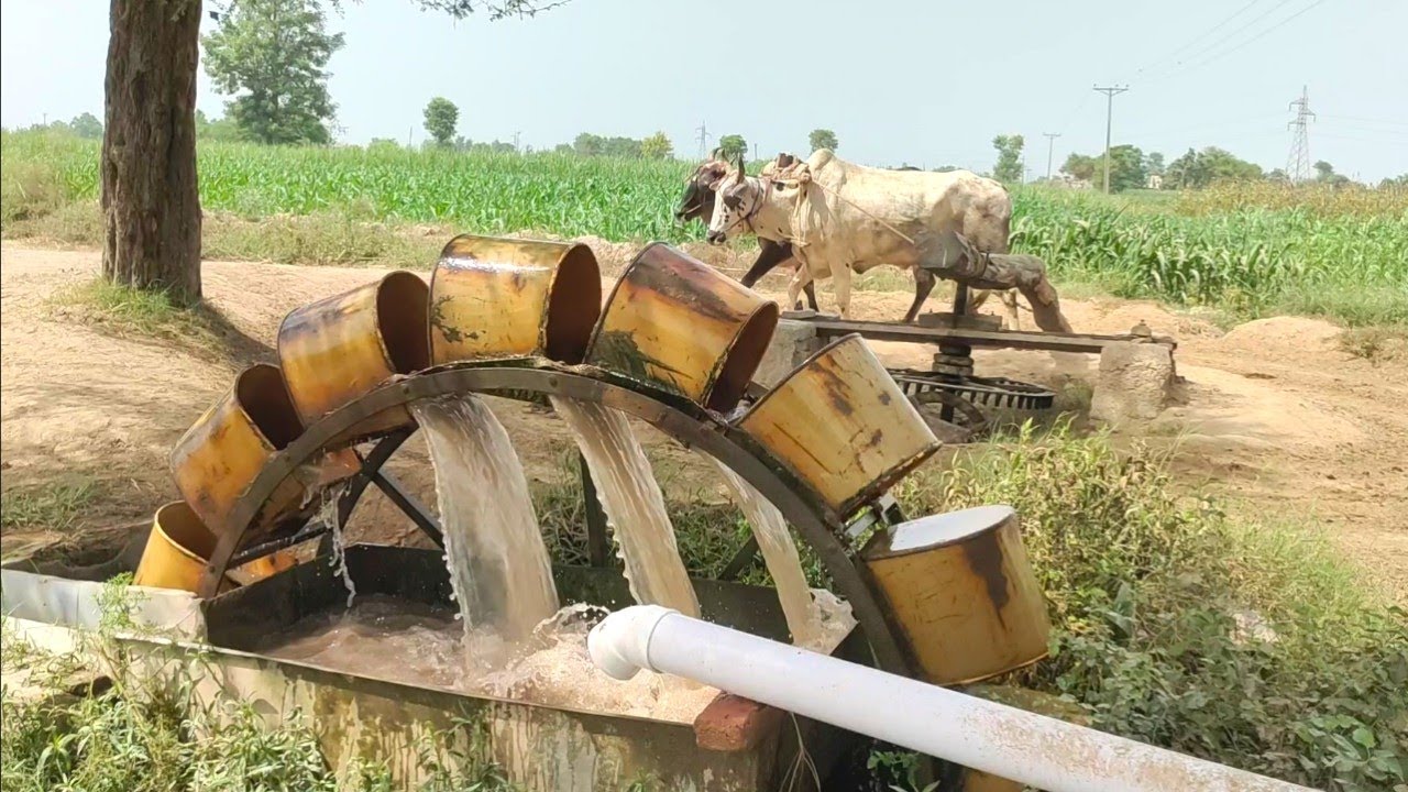 Traditional irrigation Method of Punjab ! Water lifting with Bulls ...