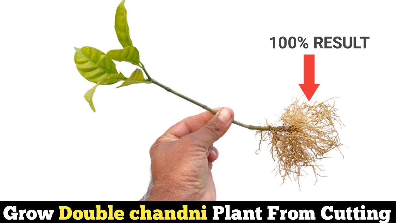 how to grow Double chandni plant from cutting / डबल चाँदनी को कटिंग से ...