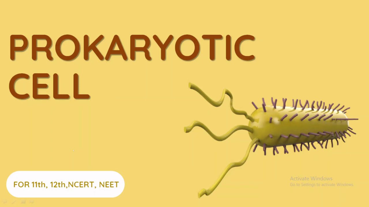 PROKARYOTIC CELL- Chapter 8 (NCERT) Cell - The Unit of life - YouTube