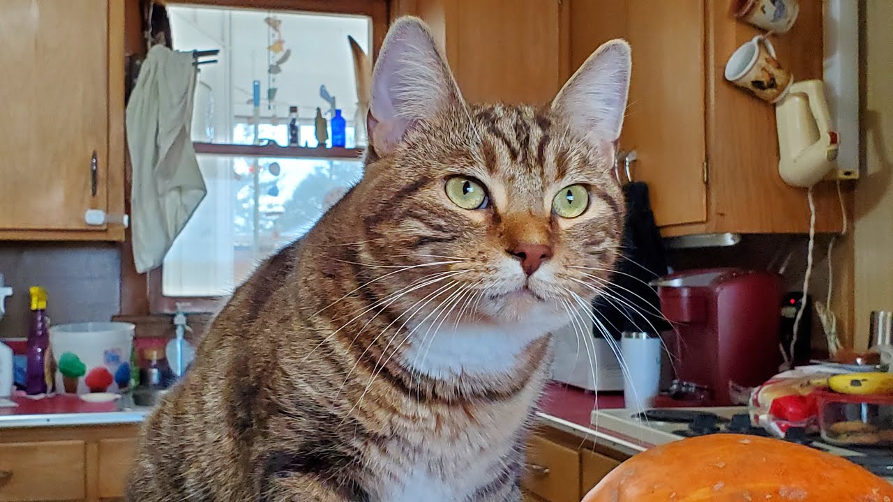 Cat vs. box - YouTube