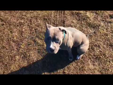 Deebo: American Pitbull Terrier with Amazing Obedience: Best Dog ...