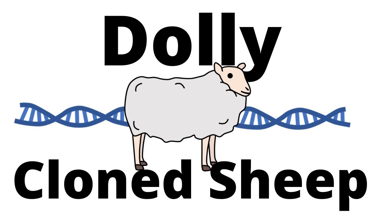 1996: The Story of Dolly the cloned Sheep - Animal Cloning - YouTube