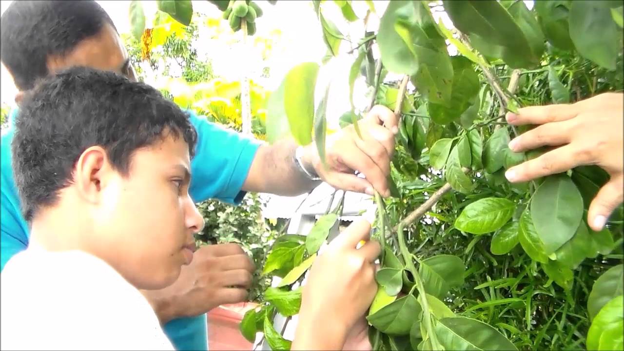 VIDEO INJERTO NARANJA - YouTube