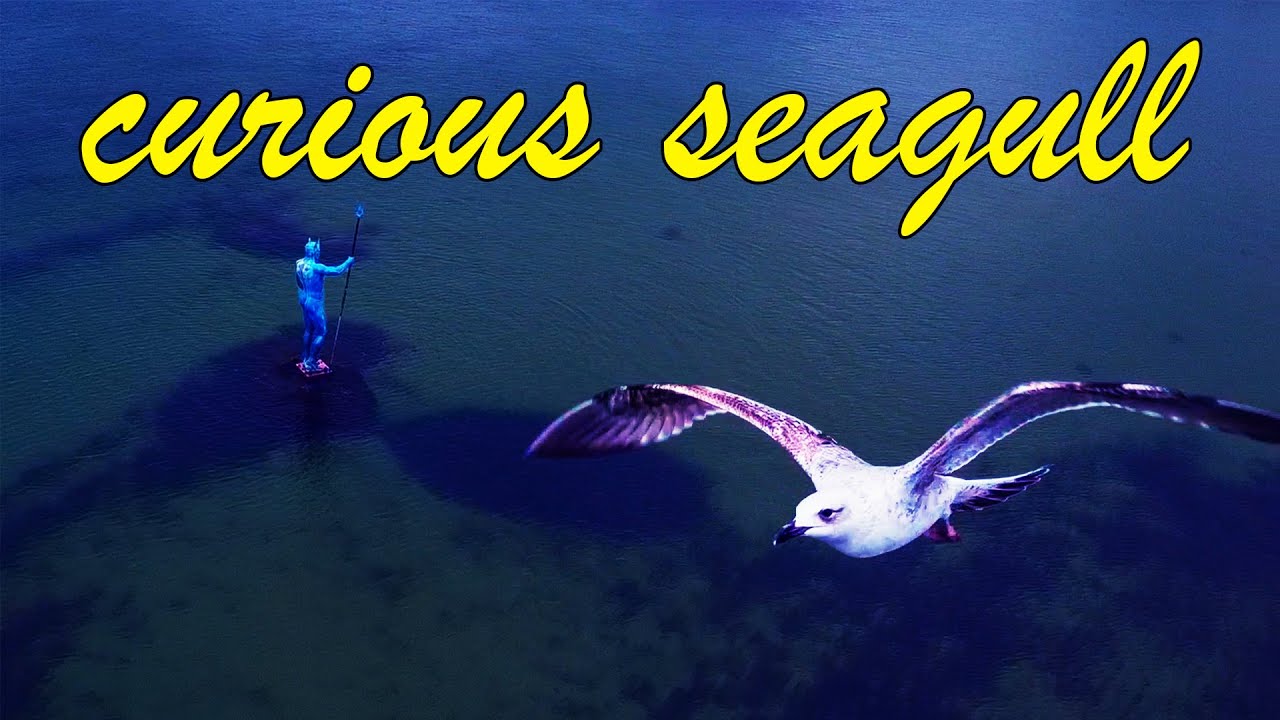 Curious seagull vs DJI Drone - YouTube