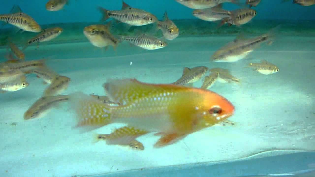 Hyphessobrycon Columbianus (Columbian Red Fin Tetra) - YouTube