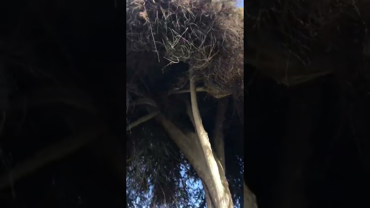 The real Lorax tree! Dr. Seuss! La Jolla California! - YouTube