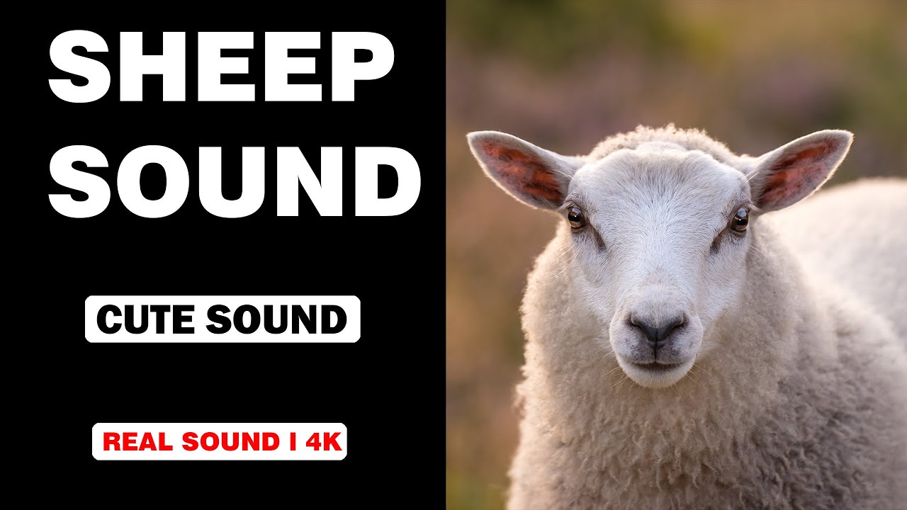 Real Sheep Sounds | High Quality | Cute Sheep Experience! | 4K - YouTube
