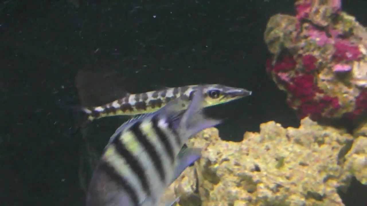 Barracuda Feeding! Predator Tank! - YouTube