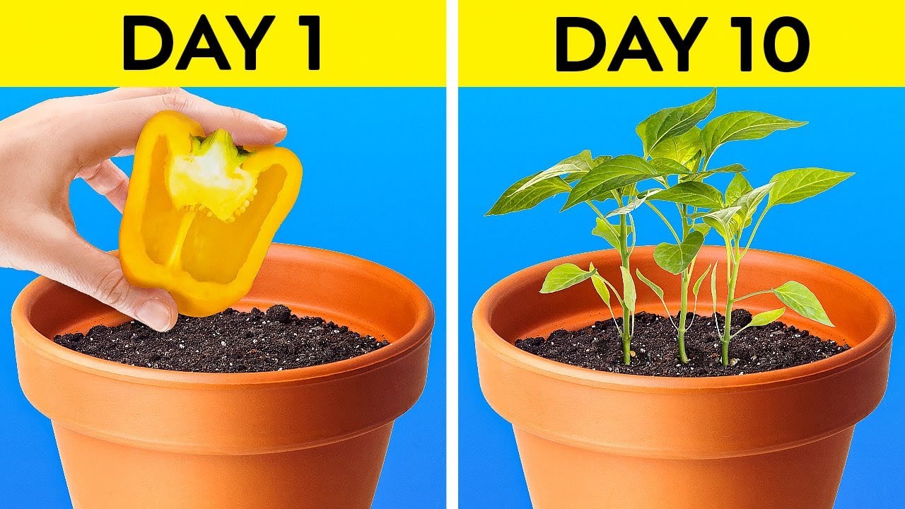 Smart Gardening Tips For Beginners || Grow Anything & Anywhere - YouTube