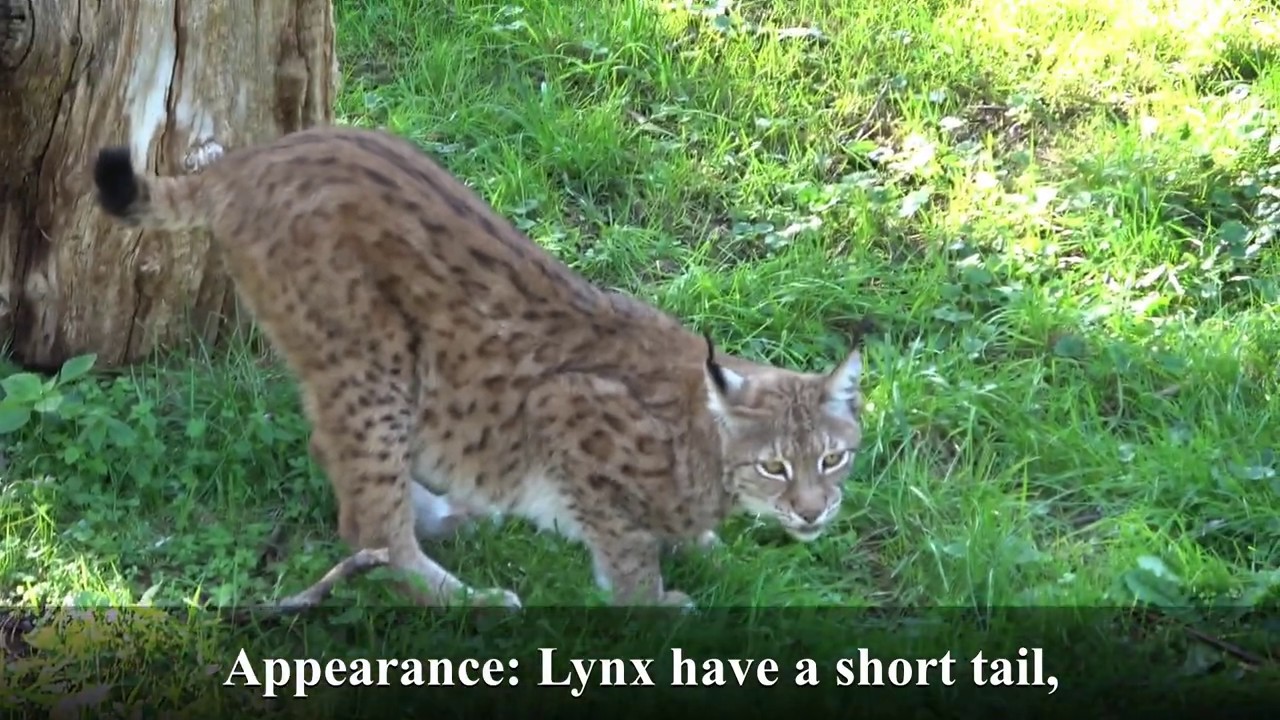 Feeding Wildcat Lynx/Wildekatze Luchs / Know about Lnyx - YouTube