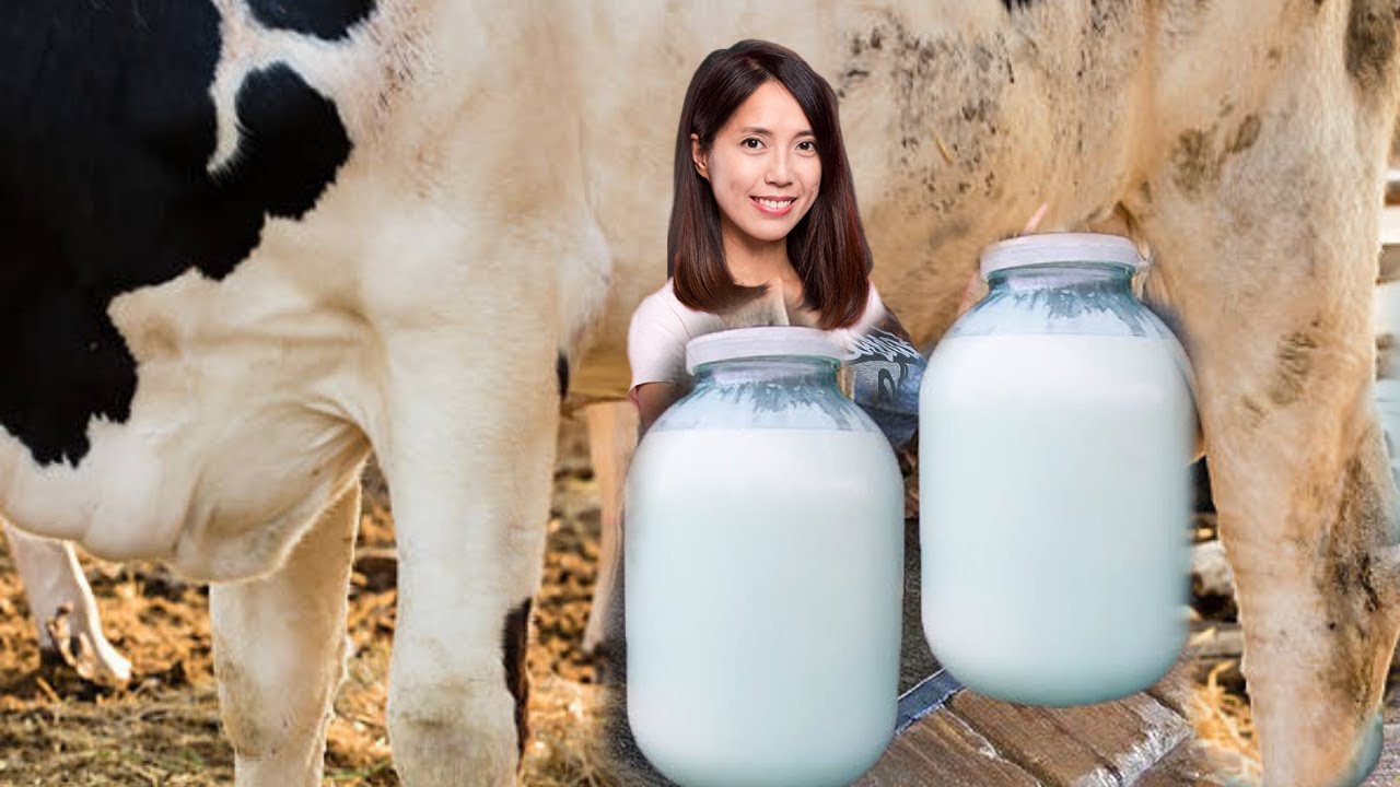 Pretty Girl Drive Cows On The Tractor | Girls And Cows Milk | Amazing ...