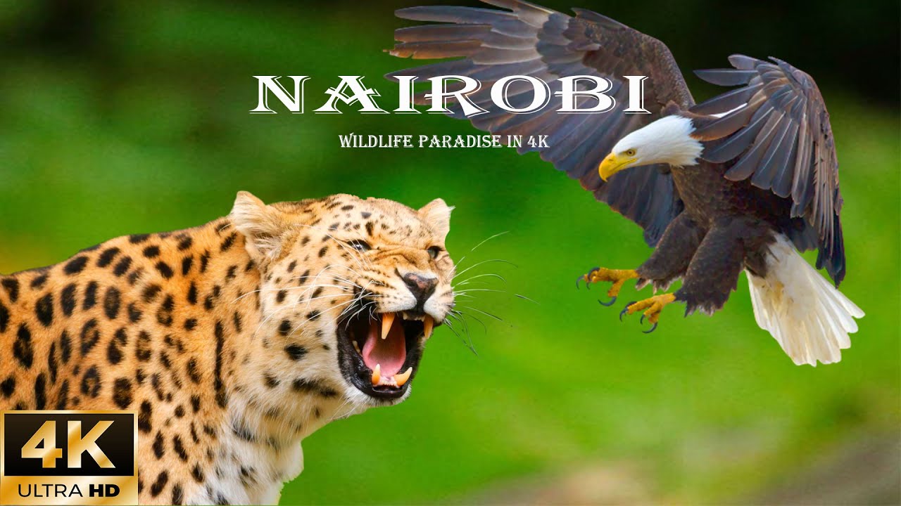 Kruger National Park: Wildlife Paradise 4K - Beautiful Wildlife Movie ...