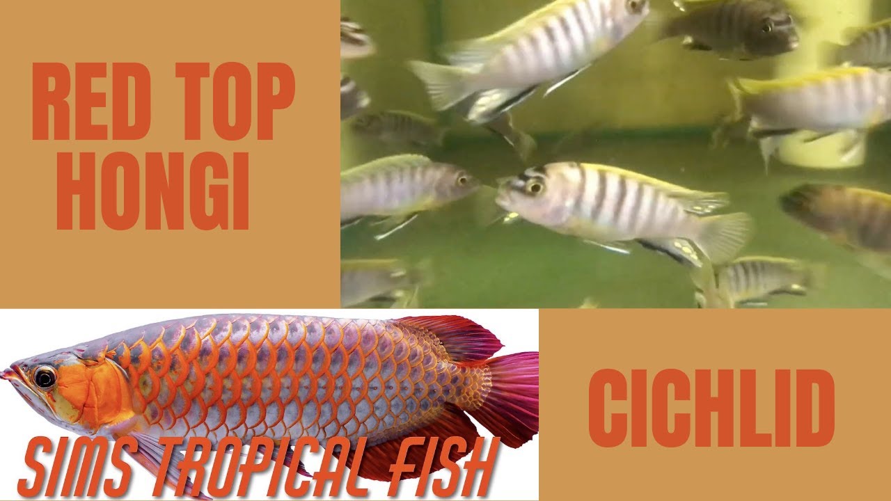 Sims Tropical Fish - Red Top Hongi Cichlid - YouTube