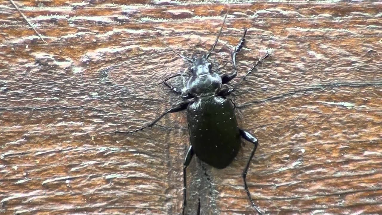 Fiery Hunter (Carabidae: Callisthenes calidus) Climbing Wall - YouTube
