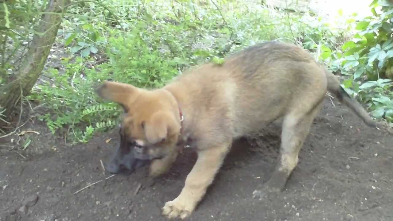 A German Shepherd Dog and a puppy (Malinois) are digging in the garden ...