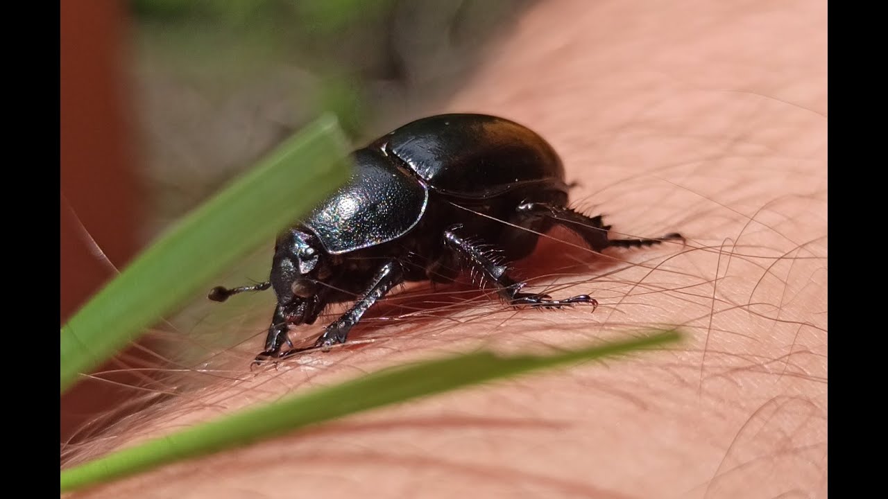 Bakukang in Europe - YouTube