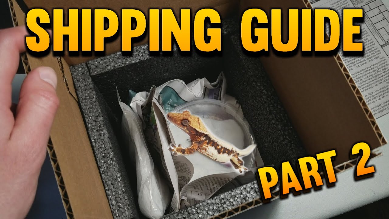 A Complete Guide To Packing And Shipping Your Reptiles! Part 2/2 - YouTube