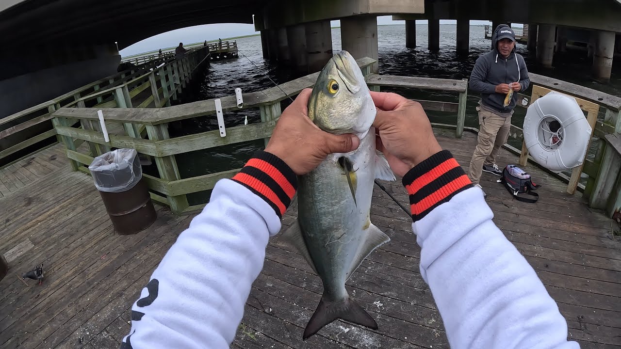 Bluefish Long Island 2024 - YouTube