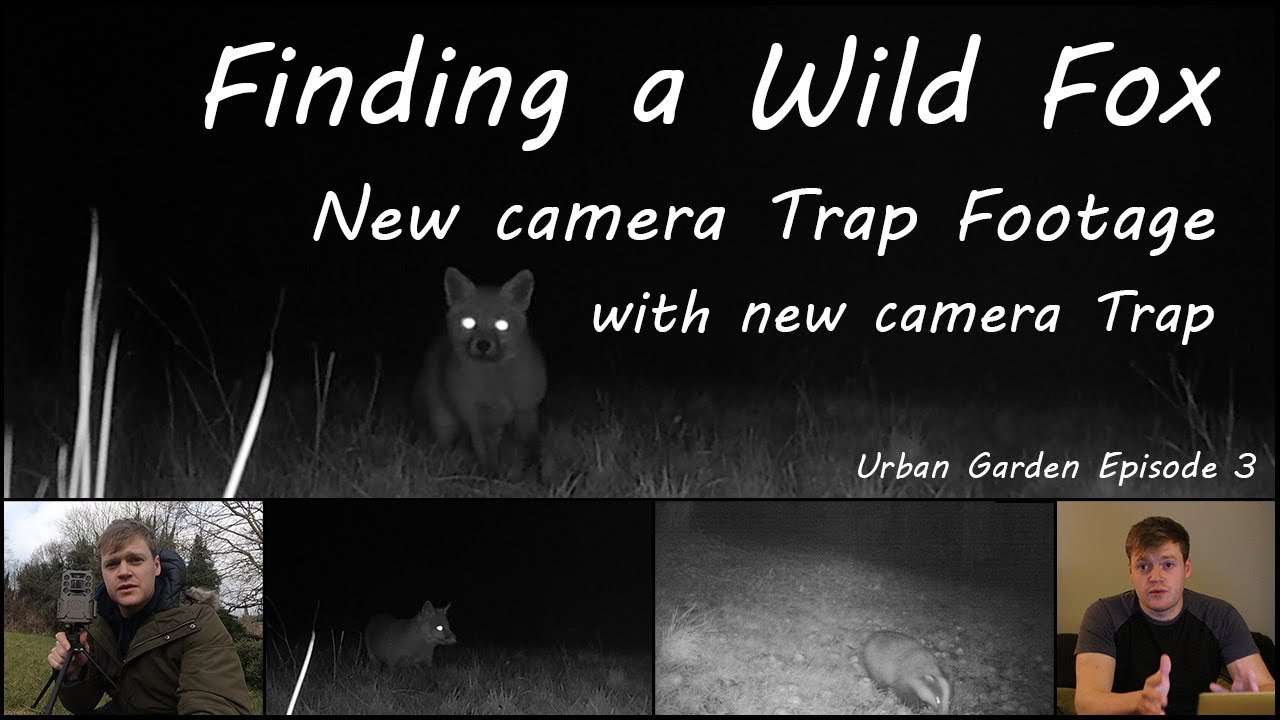Finding a Wild Fox / New camera Trap Footage with new camera Trap ...