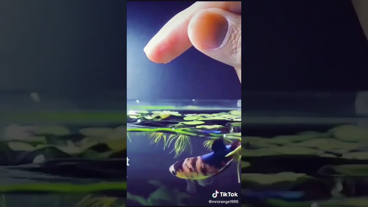 Fish eat my finger unbelievable - YouTube