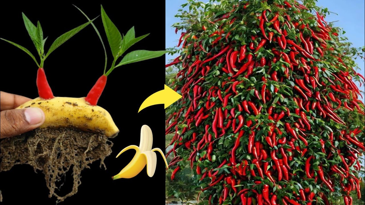 Best technique how to grow chili tree from chili 🌶️with banana 🍌 ...