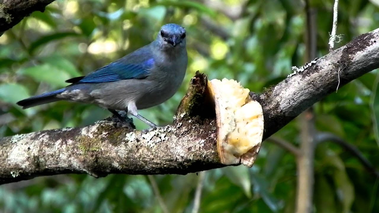 Sanhaçu-de-encontro-azul - Tangara cyanoptera 25.09.2011 - YouTube
